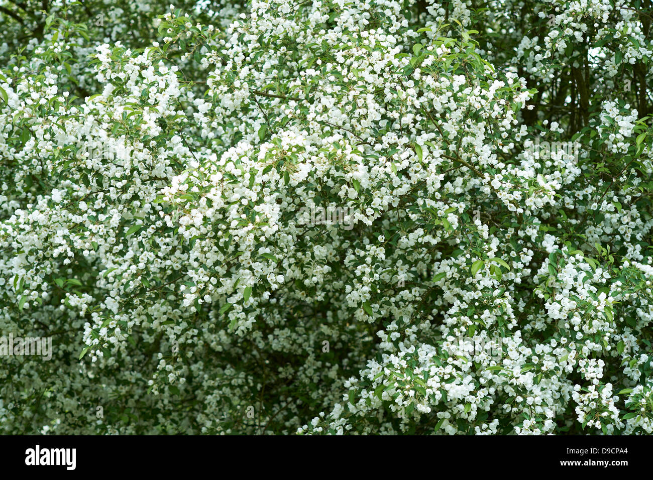A close up of the flowers on a tree at Wallington Hall gardens in ...