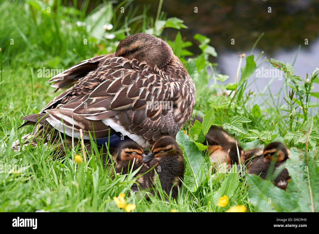 A duck sitting over, protecting her ducklings on the grass at ...