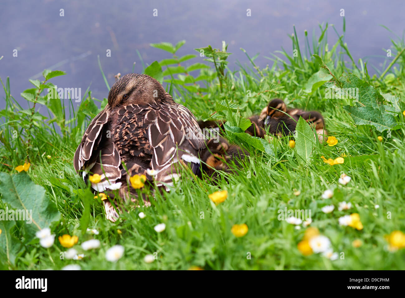 Duck protecting ducklings hi-res stock photography and images - Alamy