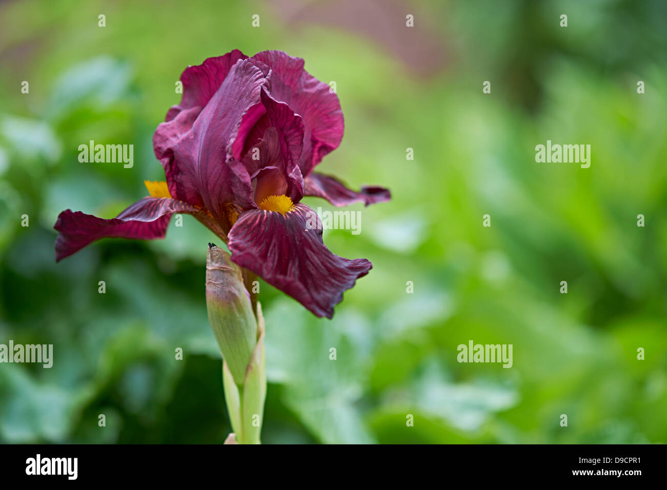 Maroon iris flower with a blurred background Stock Photo - Alamy