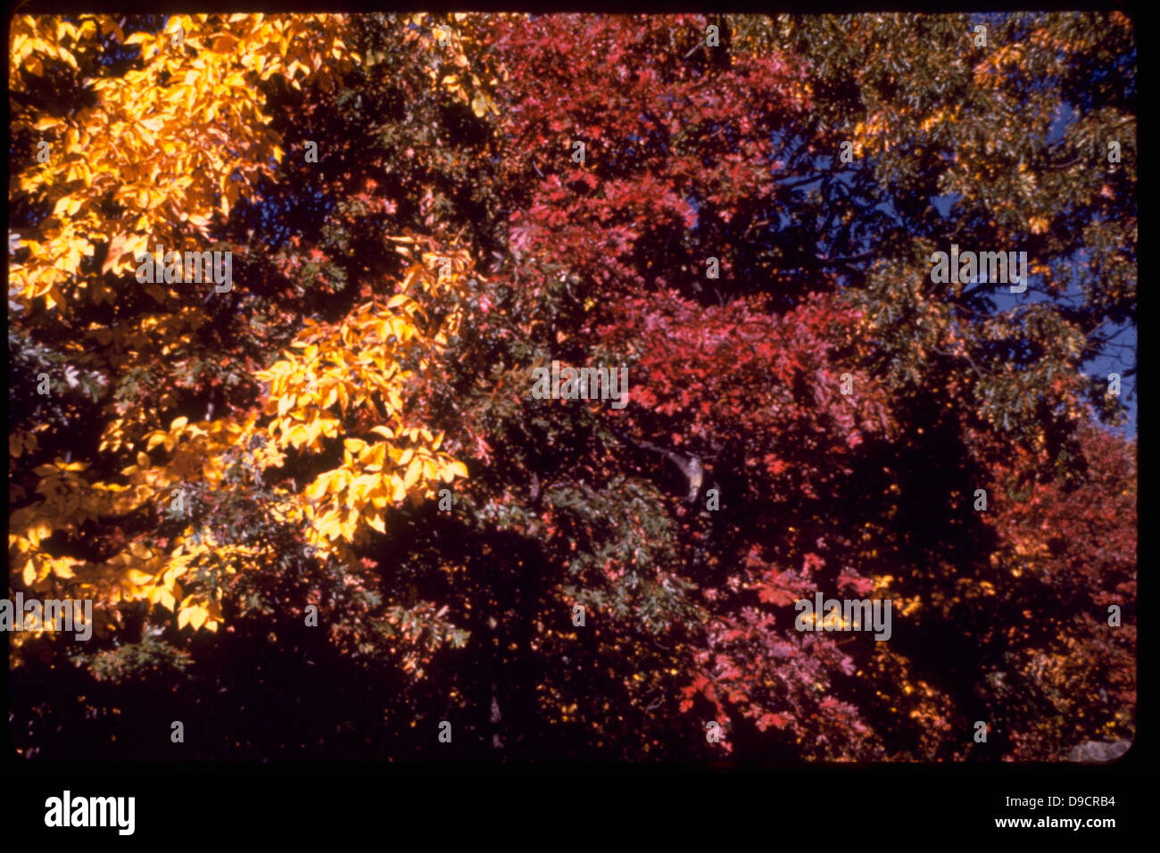 Shenandoah National Park in Virginia features over 200,000 acres of ...