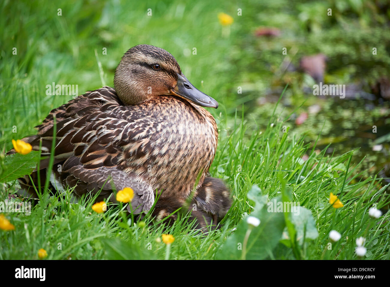 Ducklings outside hi-res stock photography and images - Alamy
