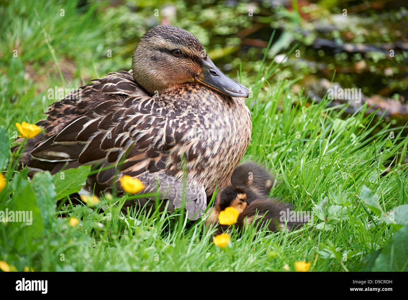 Duck protecting ducklings hi-res stock photography and images - Alamy