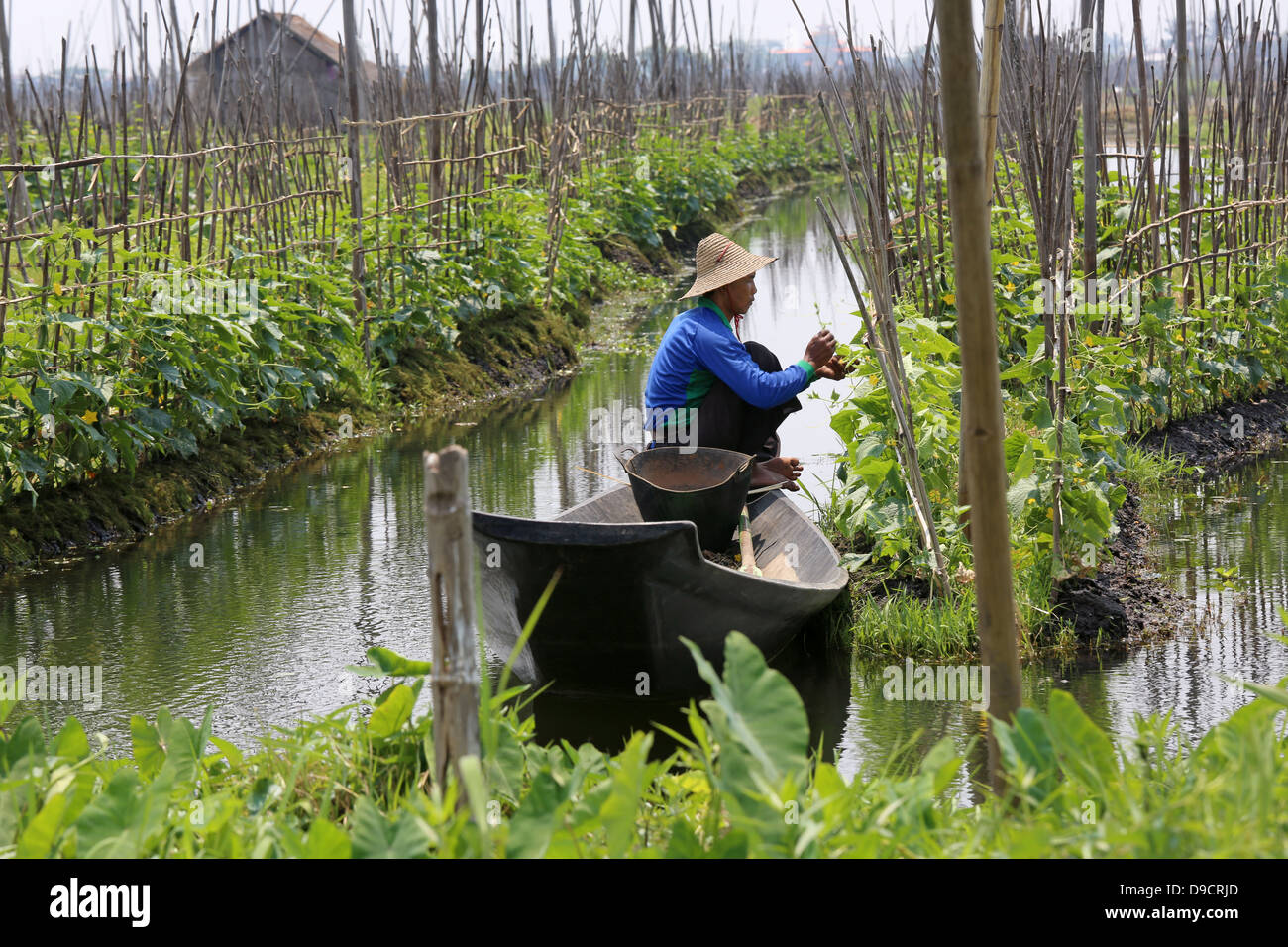 Intha gardener in straw hat and wooden canoe tending floating garden on ...