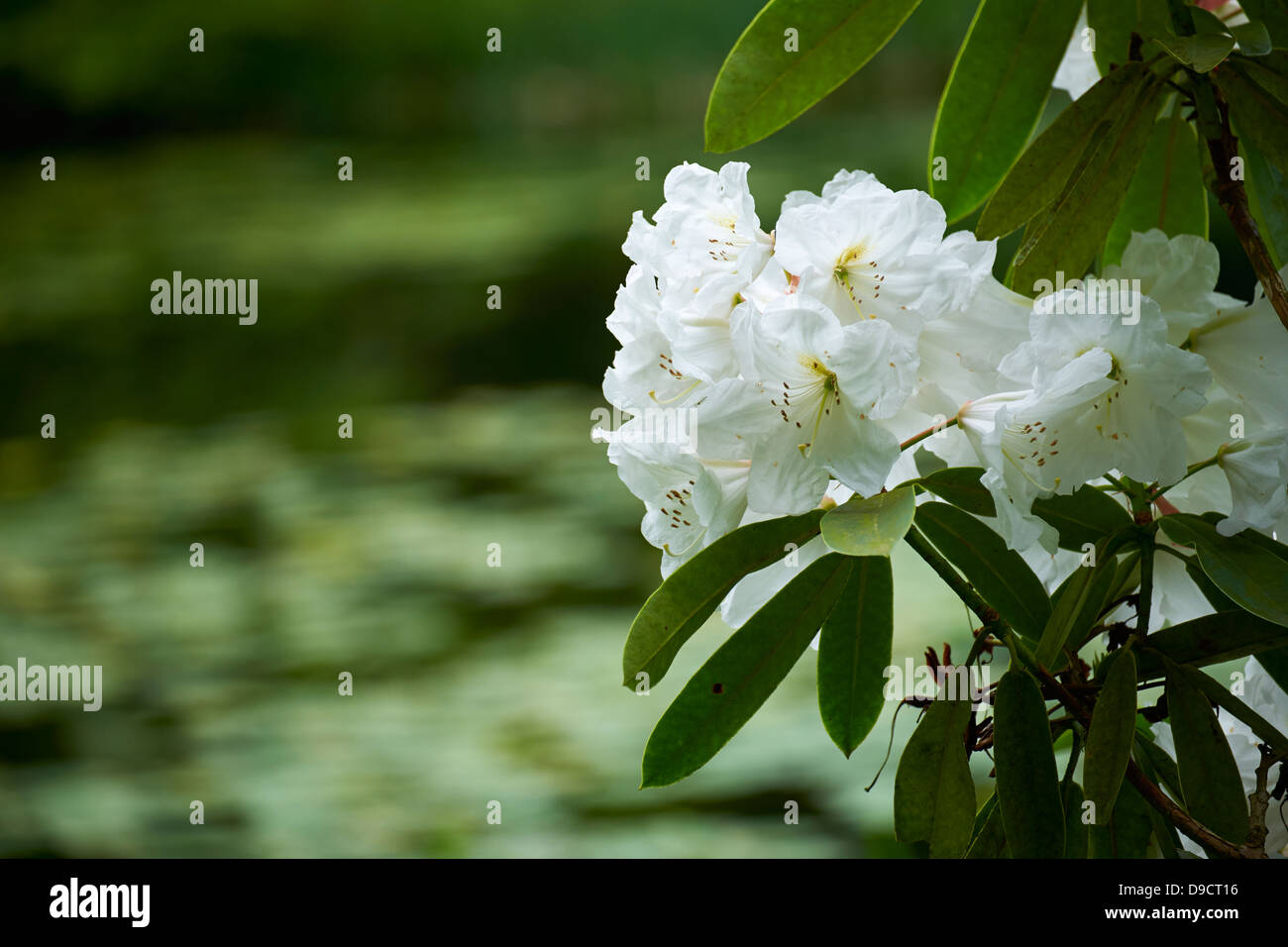 White rhododendron hi-res stock photography and images - Alamy