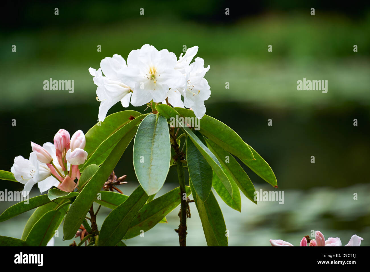 White Rhododendron Flower Stock Photo - Alamy