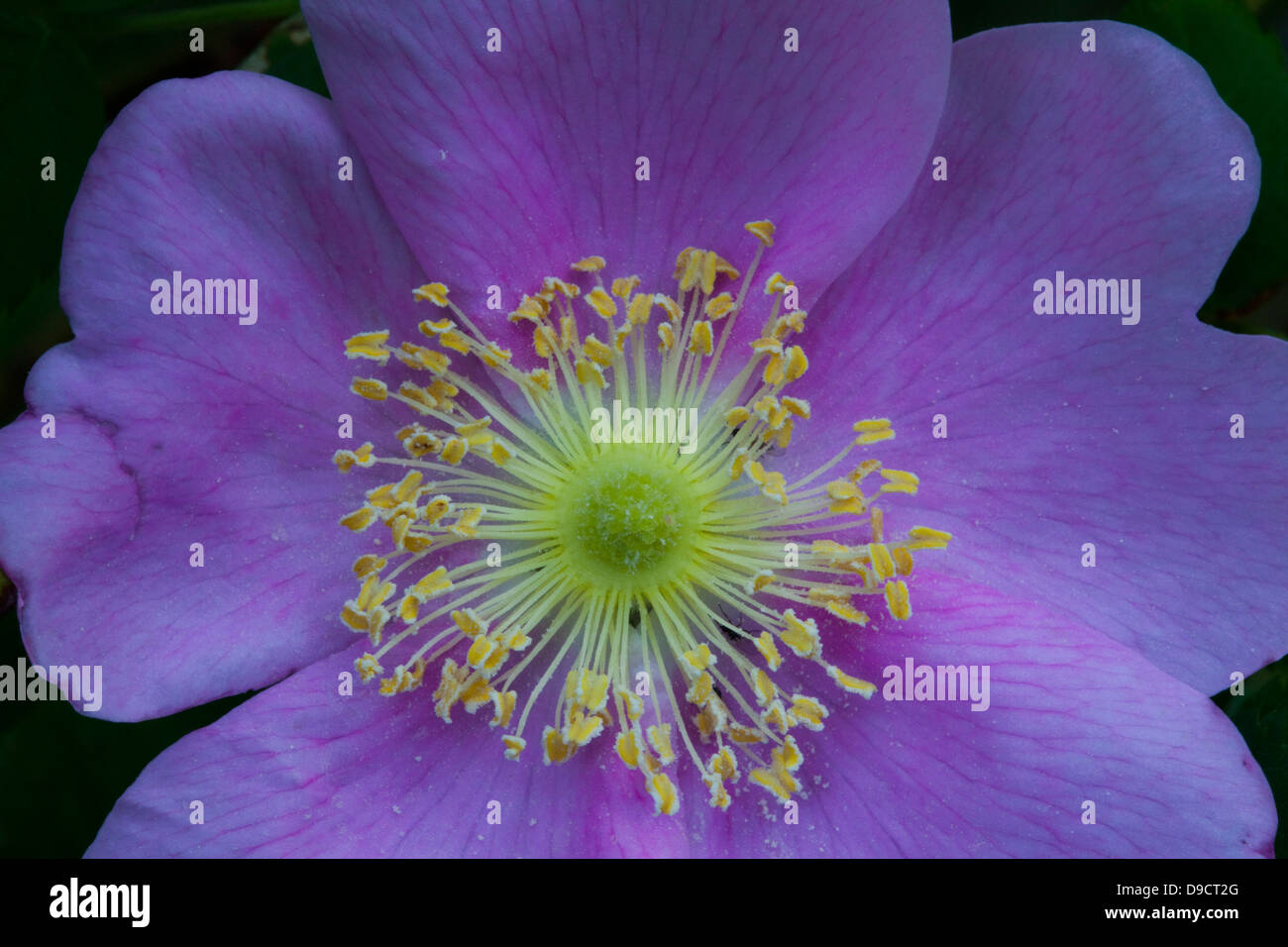 Woods Rose, Common Wild Rose, Mountain Rose - Rosa woodsii - Oregon ...