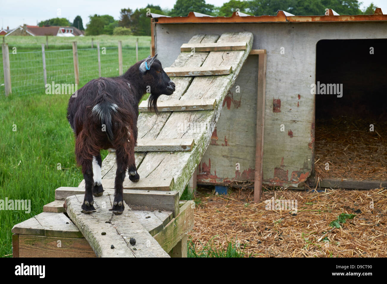 White goats in a pen hi-res stock photography and images - Alamy