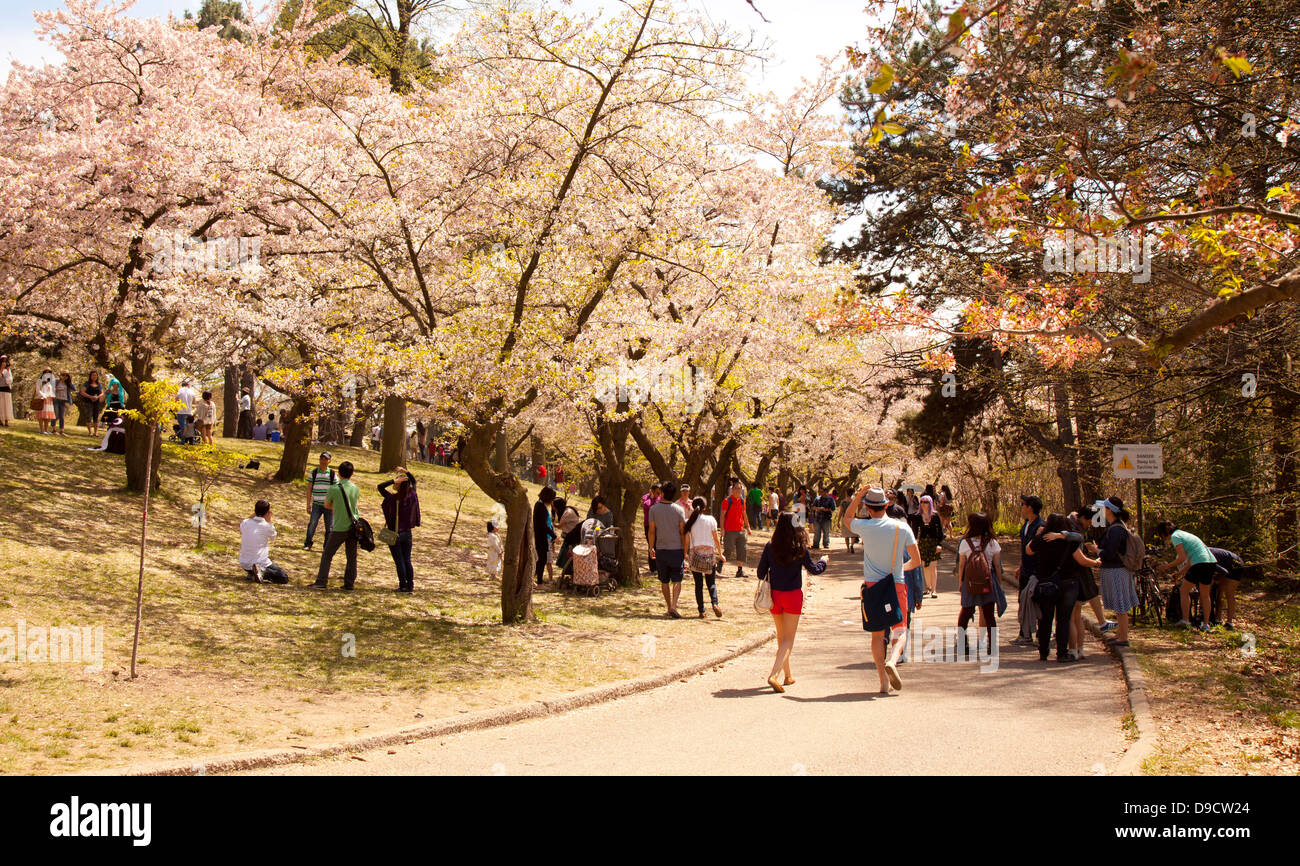 sakura cherry trees in bloom at Toronto High Park Stock Photo - Alamy