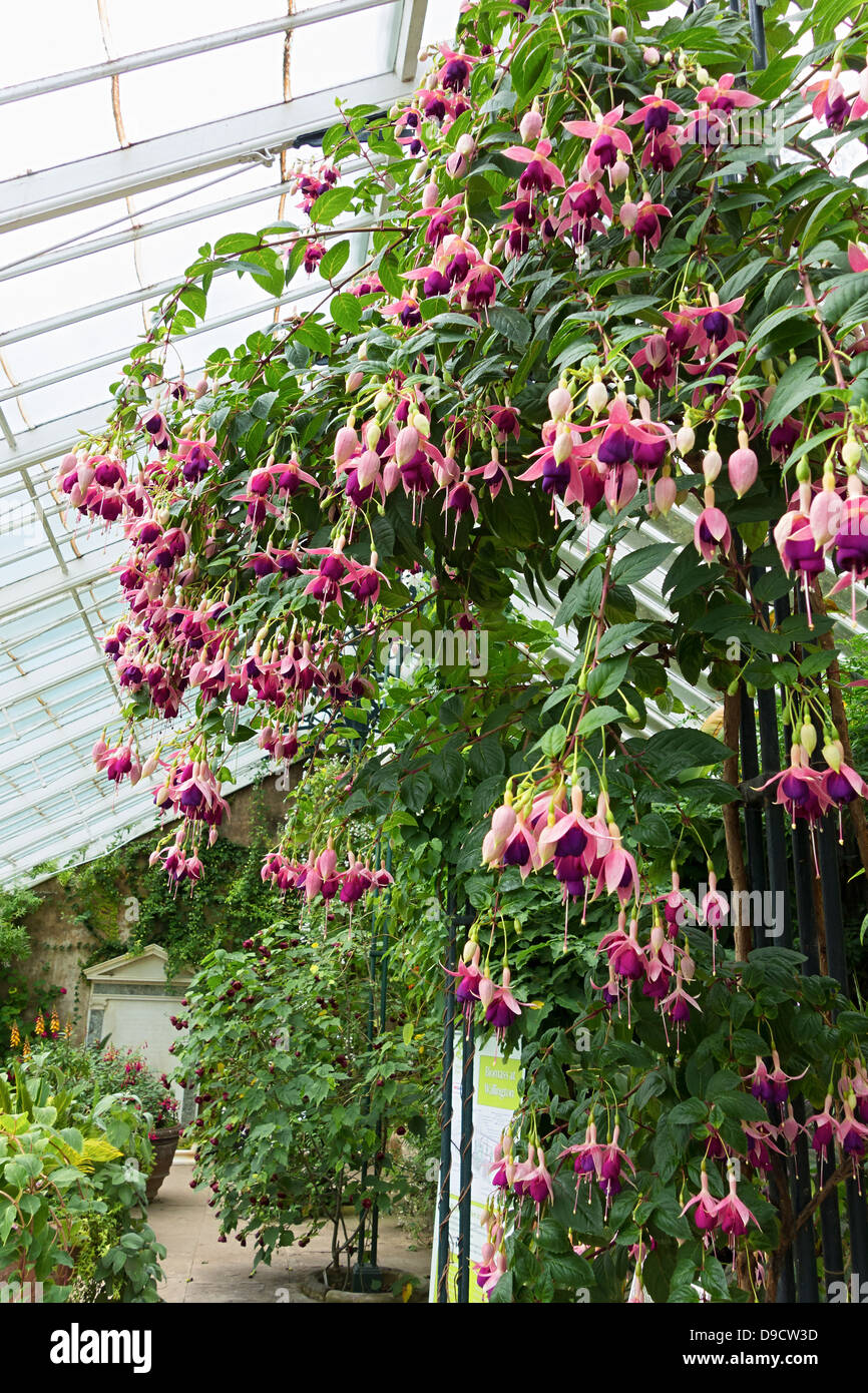 Fuchsias greenhouse hi-res stock photography and images - Alamy