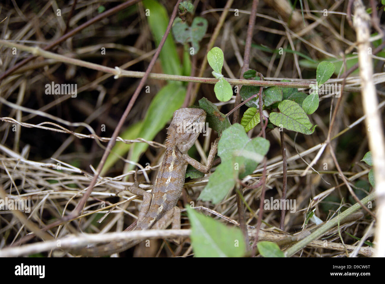 A gecko in the grass, very lovely appearance Stock Photo - Alamy