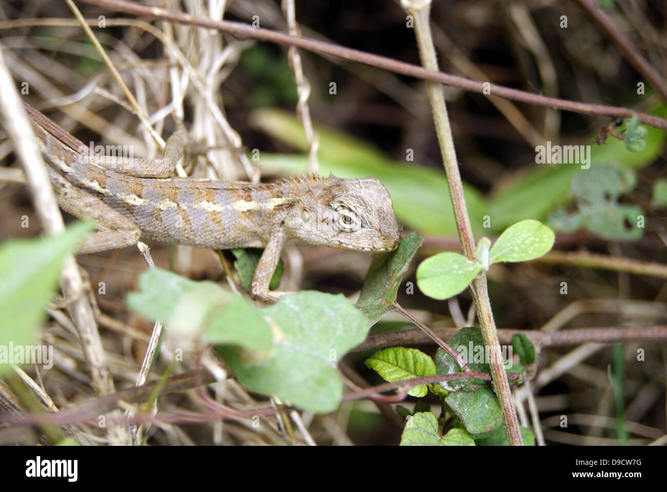 A gecko in the grass, very lovely appearance Stock Photo - Alamy