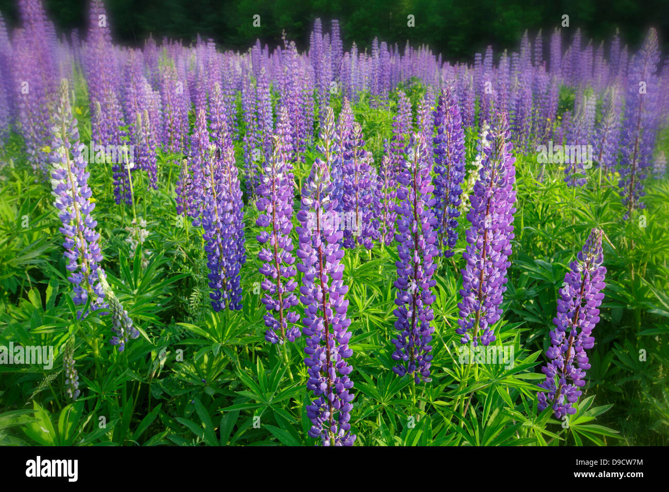 Sugar Hill Lupine Festival - Lupine in Sugar Hill, New Hampshire USA ...