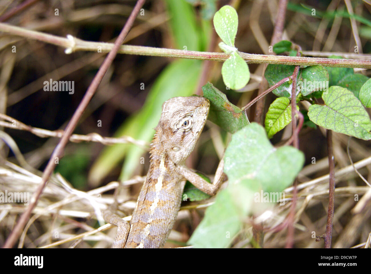 A gecko in the grass, very lovely appearance Stock Photo - Alamy