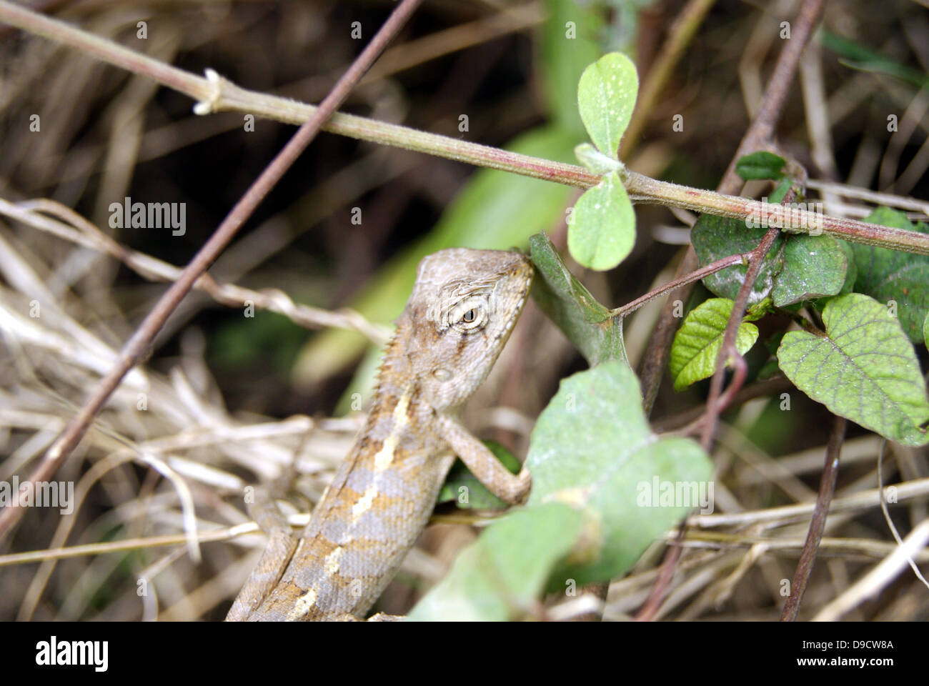 A gecko in the grass, very lovely appearance Stock Photo - Alamy