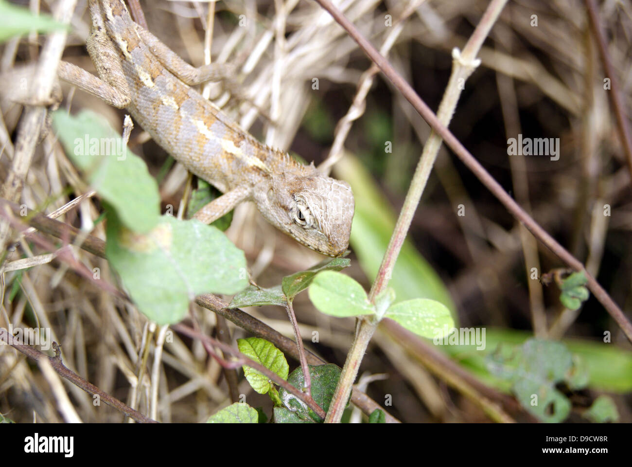 A gecko in the grass, very lovely appearance Stock Photo - Alamy