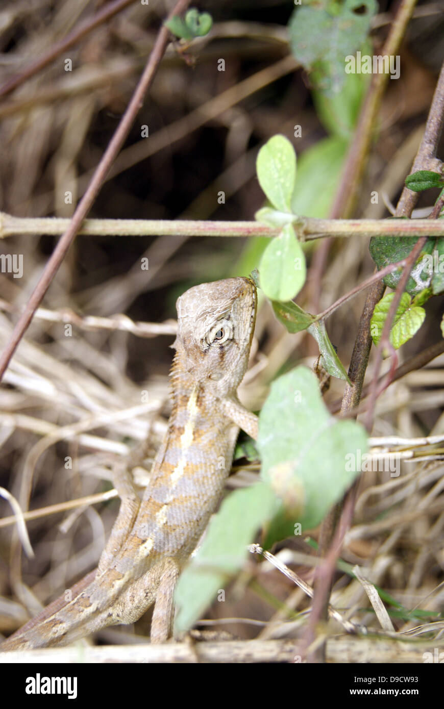 A gecko in the grass, very lovely appearance Stock Photo - Alamy