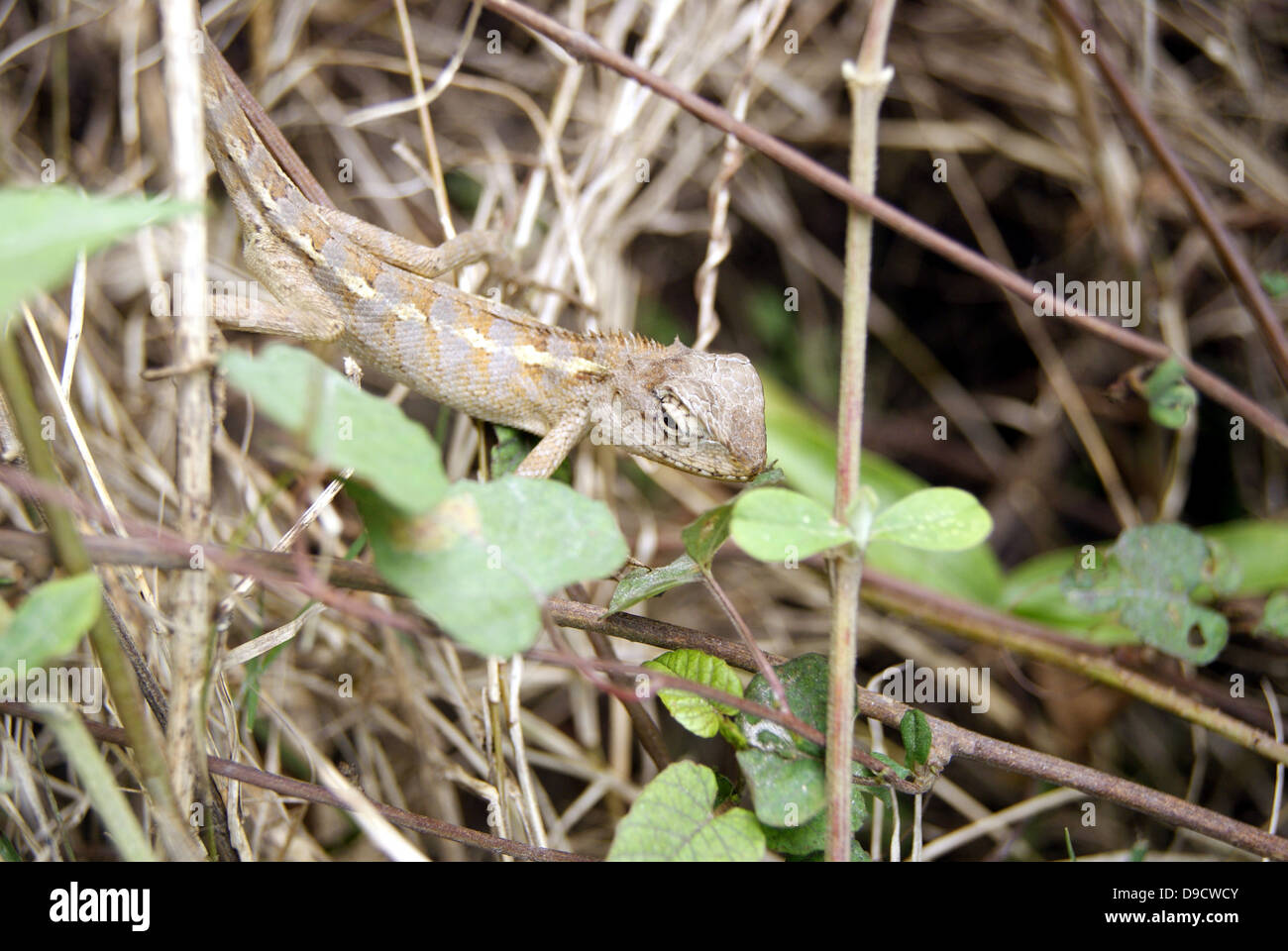 A gecko in the grass, very lovely appearance Stock Photo - Alamy