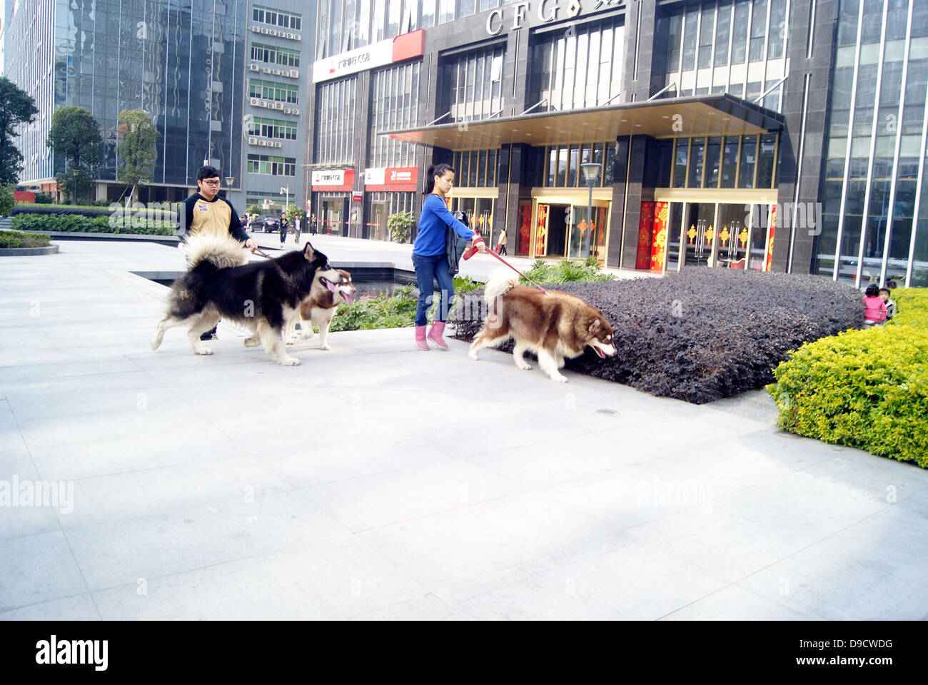 Someone took the big dog, walking in the streets of shenzhen. In China ...
