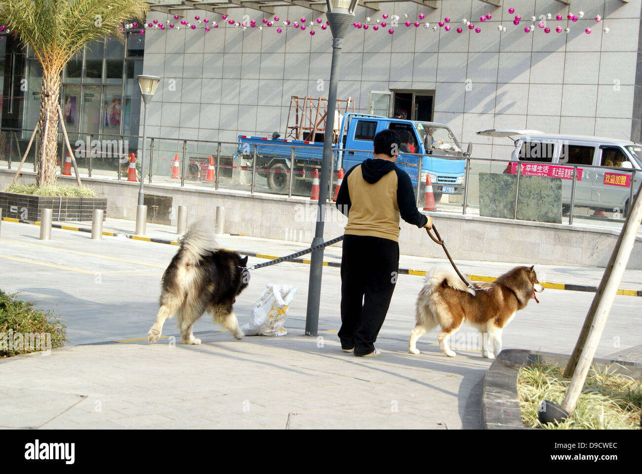 Someone took the big dog, walking in the streets of shenzhen. In China ...