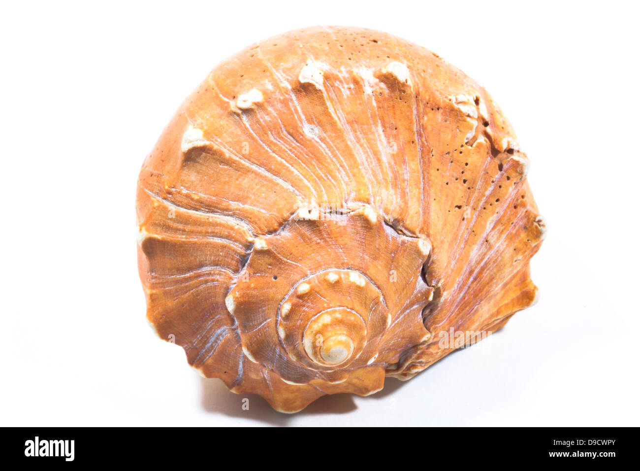 A close up on a seashell isolated against a white background Stock ...