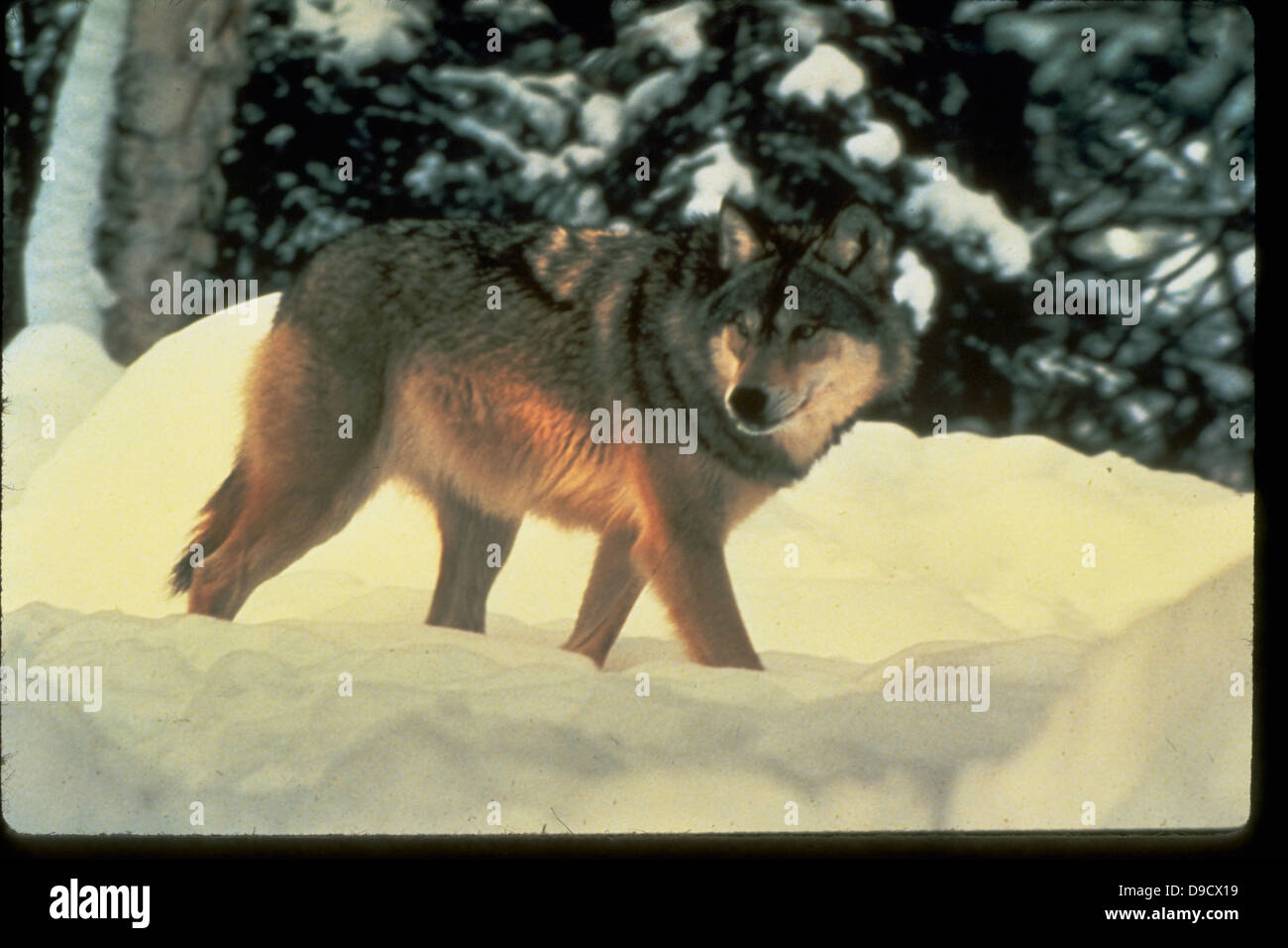 Voyageurs National Park in Minnesota features a rich variety of ...