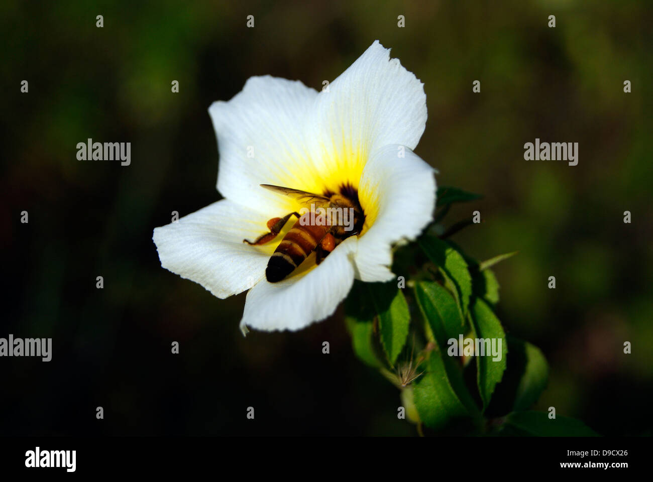 Honeybee on Flower Stock Photo - Alamy