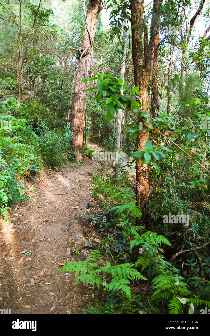 Secluded path in a Sydney suburban forest Stock Photo - Alamy