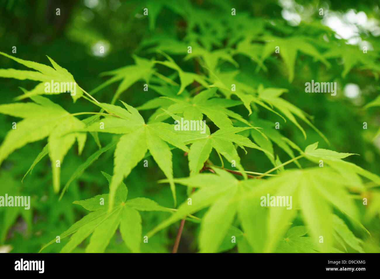 Green maple leaves Stock Photo - Alamy