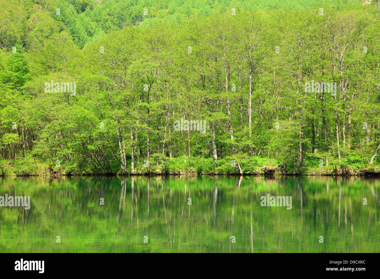 Trees reflecting on water at Taisho pond, Nagano Prefecture Stock Photo ...