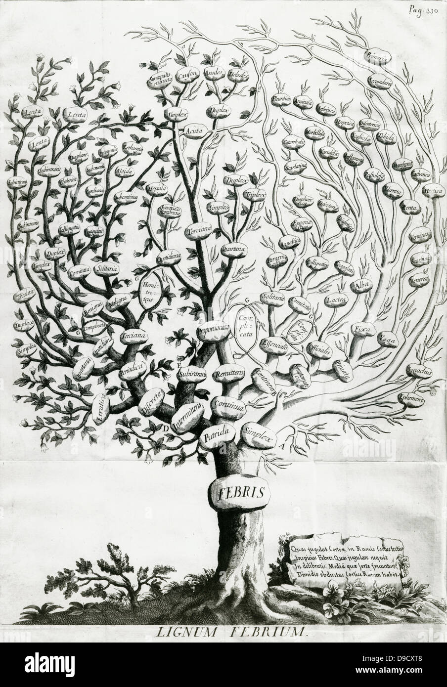 Fever Tree showing, left, fevers Cinchona or Jesuits Bark was known to ...