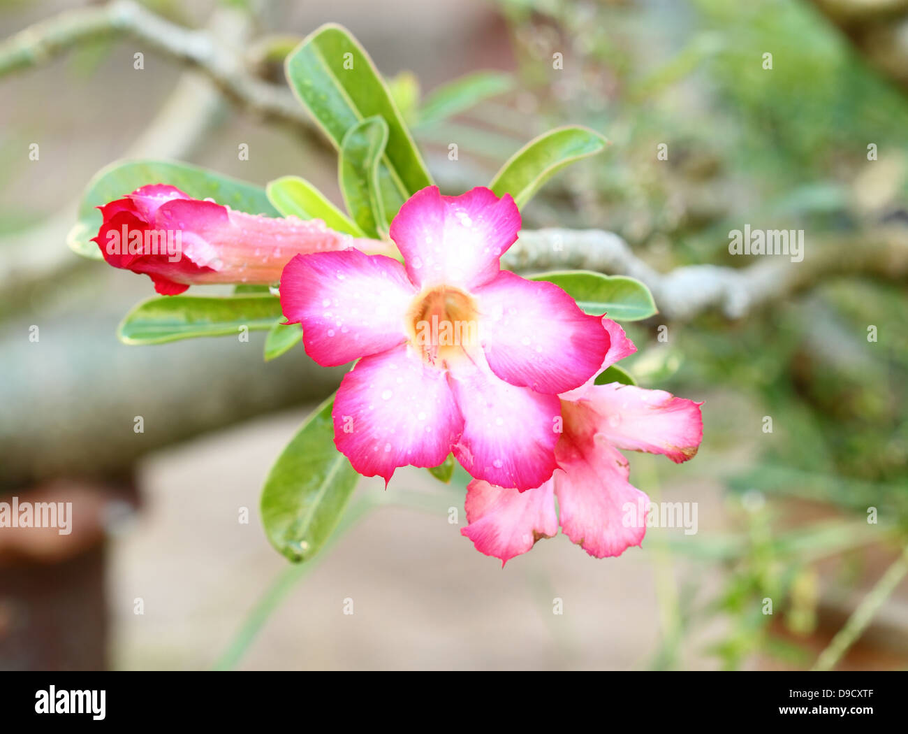 Tropical flower Pink Adenium. Desert rose Stock Photo - Alamy