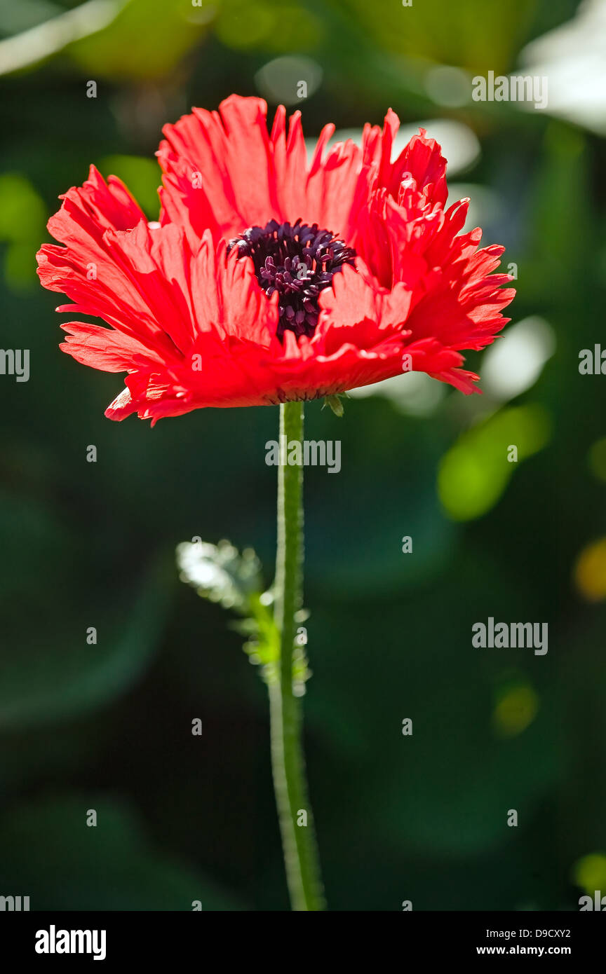 The red flower on green nature background Stock Photo - Alamy