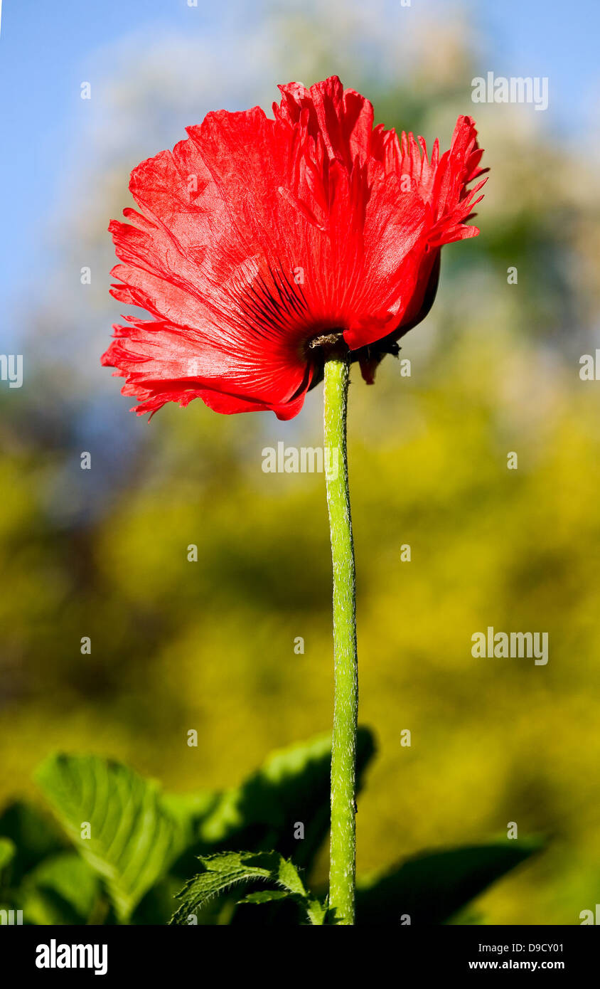 The red flower on green nature background Stock Photo - Alamy