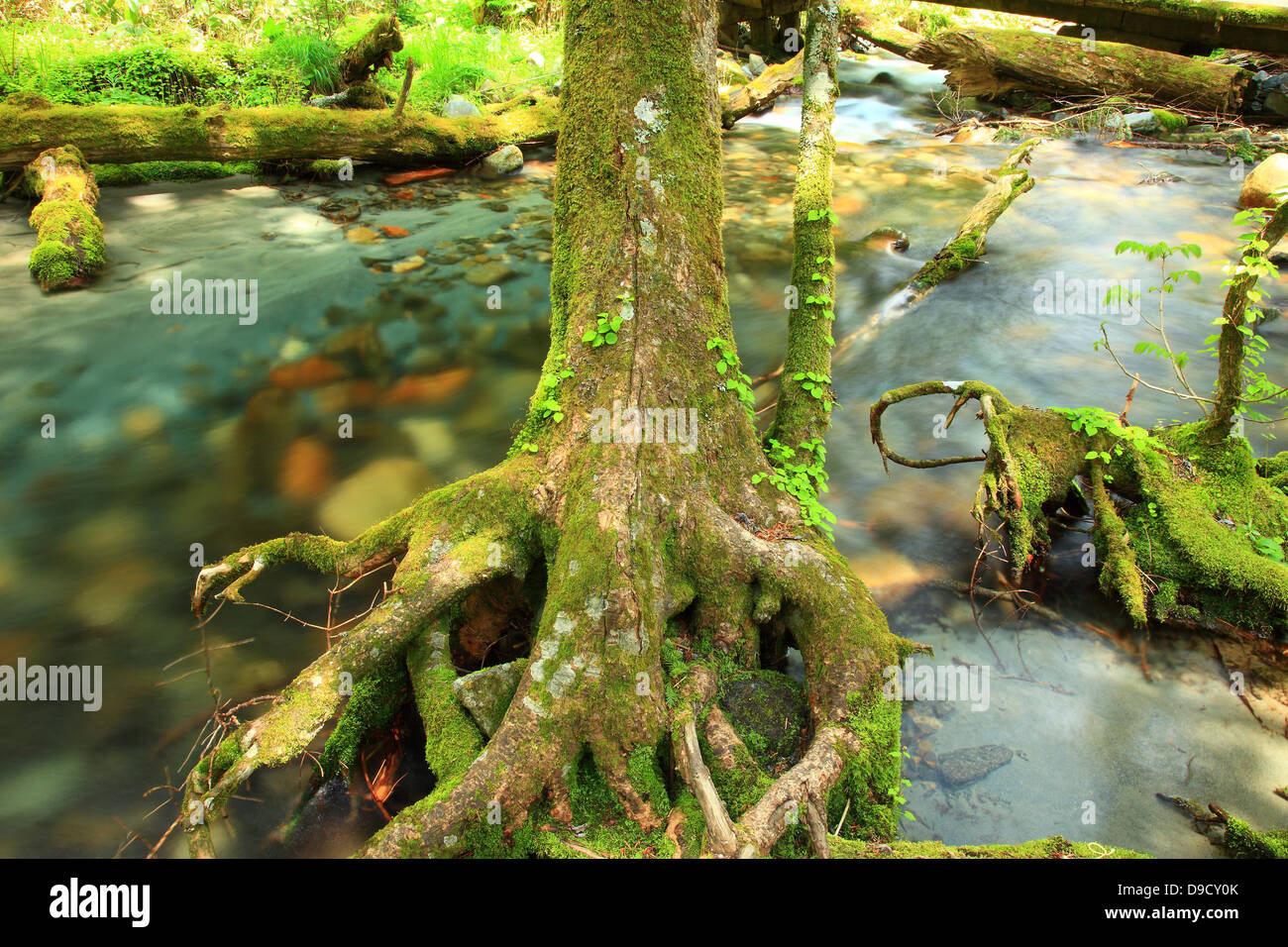 Tree and river in Chubu-Sangaku National Park, Nagano Prefecture Stock ...