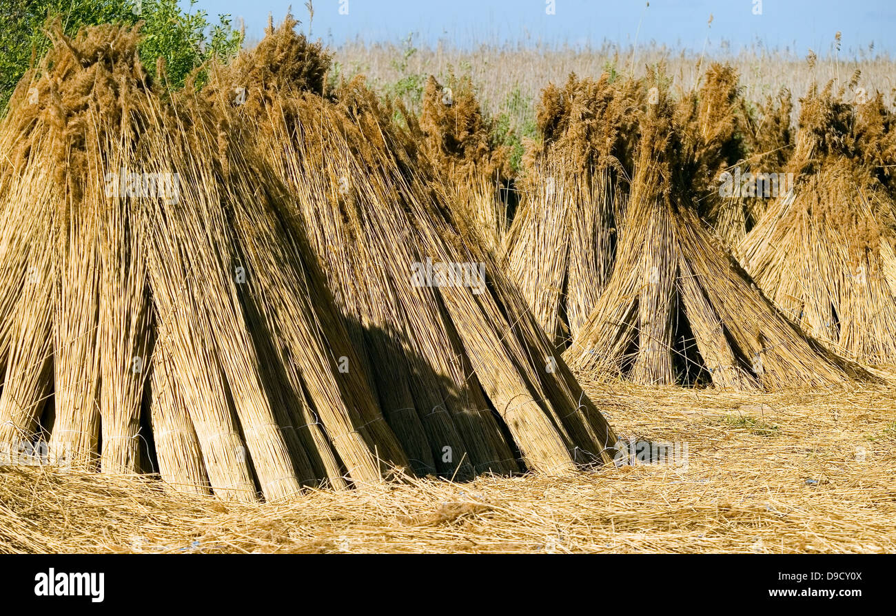 Dry straw, nature concept, background or texture Stock Photo - Alamy