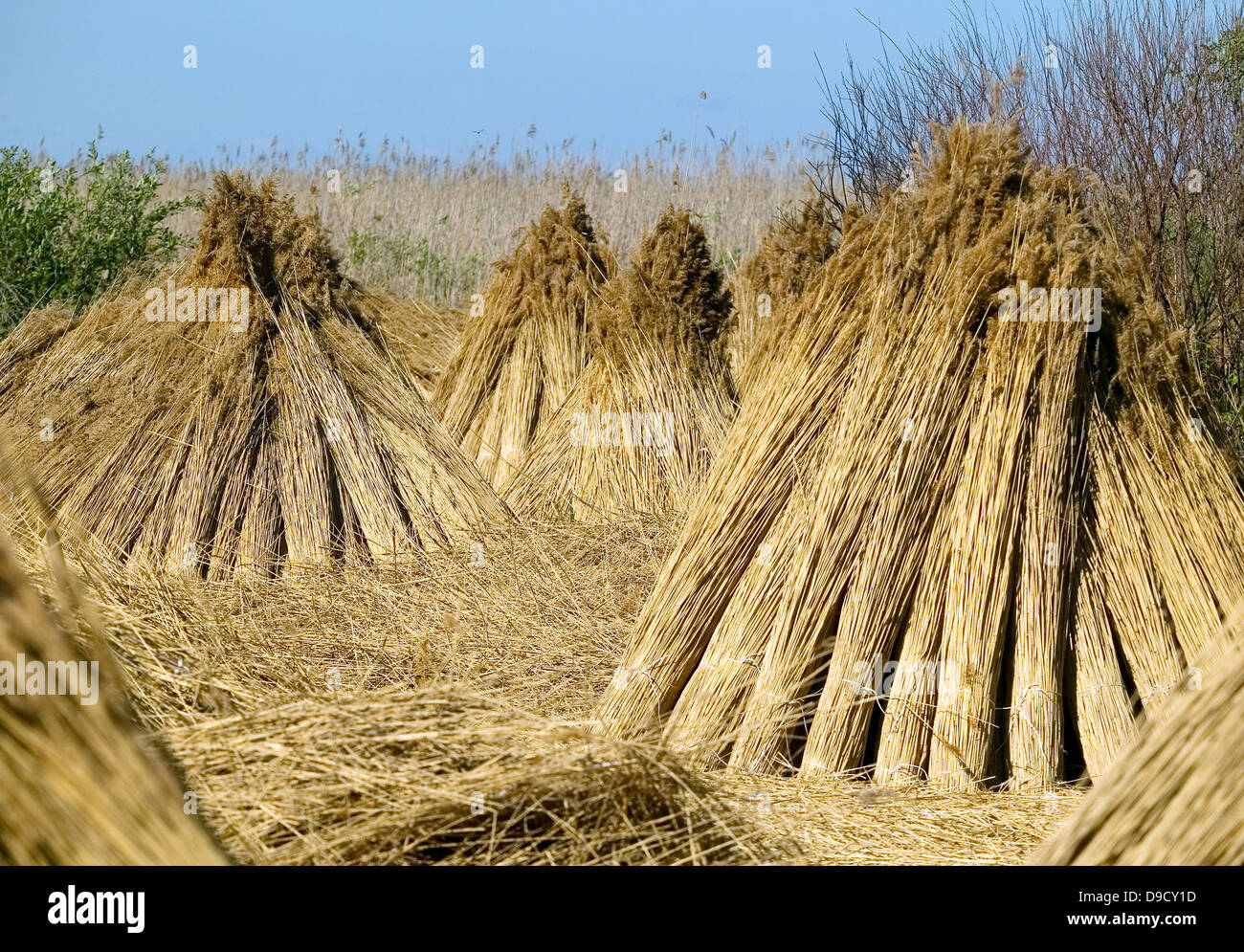 Dry straw, nature concept, background or texture Stock Photo - Alamy