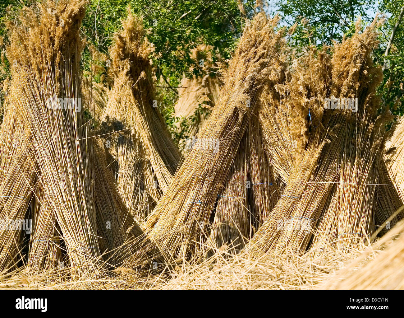 Dry straw, nature concept, background or texture Stock Photo - Alamy