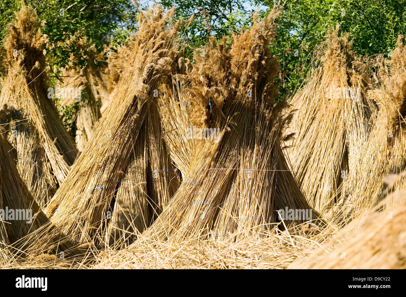 Dry straw, nature concept, background or texture Stock Photo - Alamy