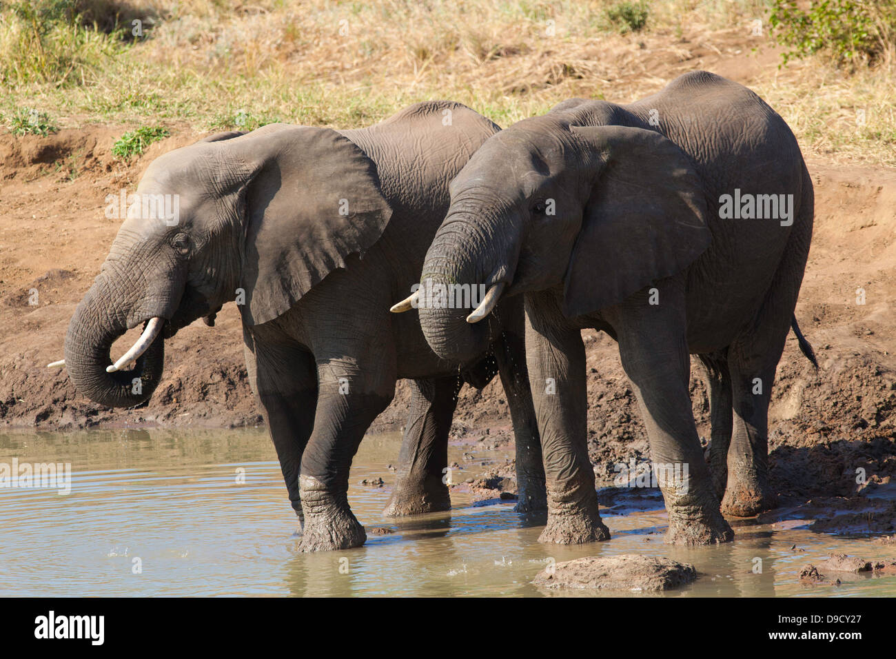 Elepant hi-res stock photography and images - Alamy