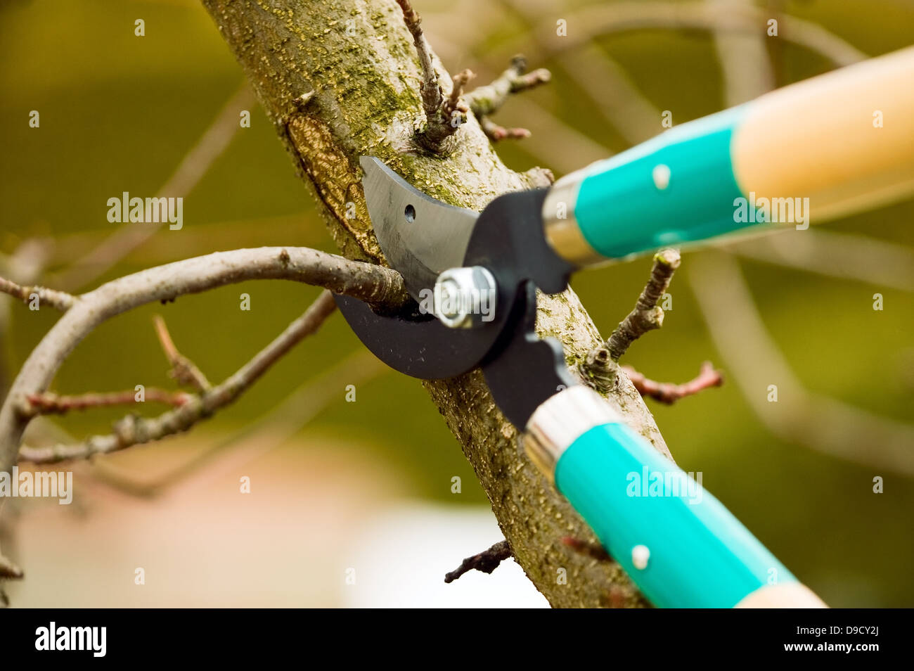 Scissors is cutting branches from tree, trimming Stock Photo - Alamy