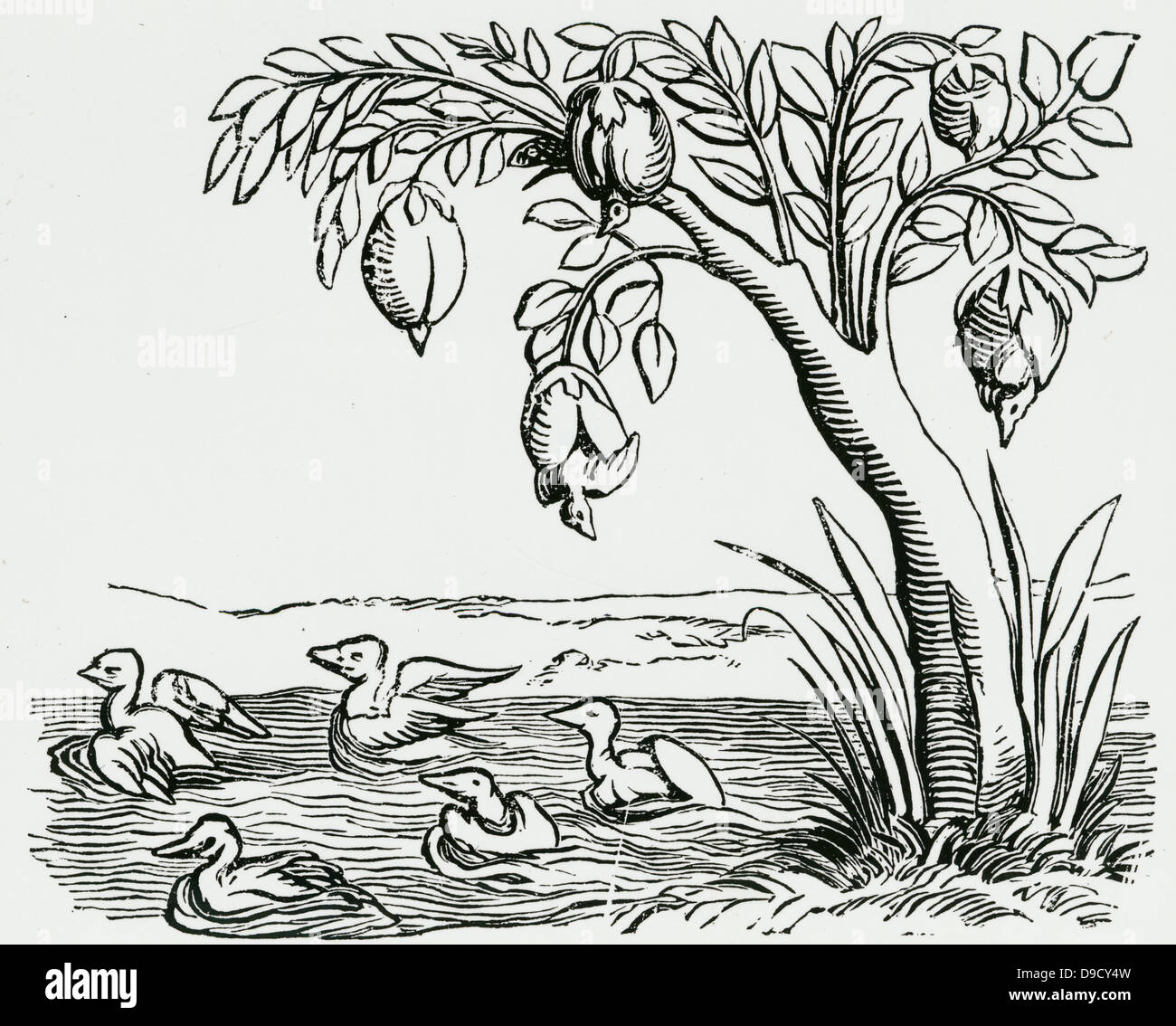 Barnacle geese (Branta leucopsis) hatching out of eggs on a tree ...