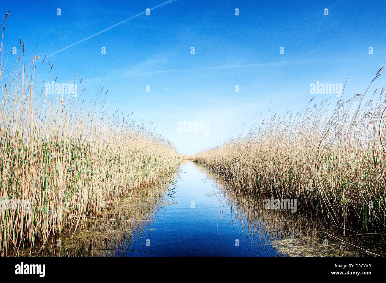 Watercourse in a nature reserve in Prerow Stock Photo - Alamy