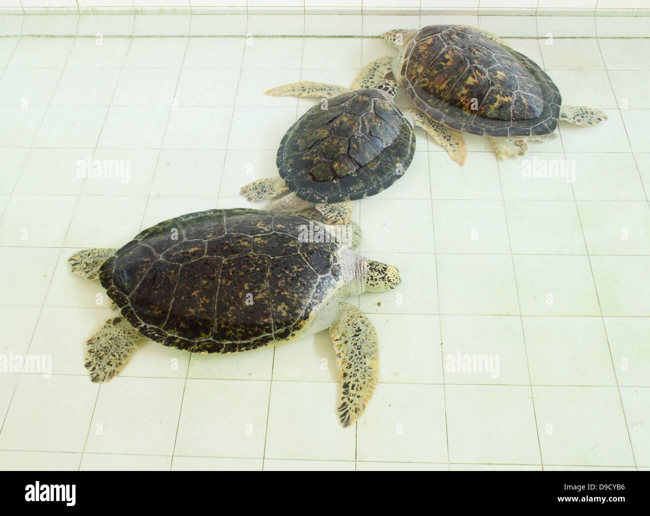 Japanese pond turtle hi-res stock photography and images - Alamy