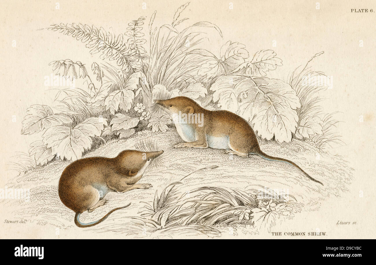 Common Shrew - Sorex araneus: a small insectivorous mammal ...