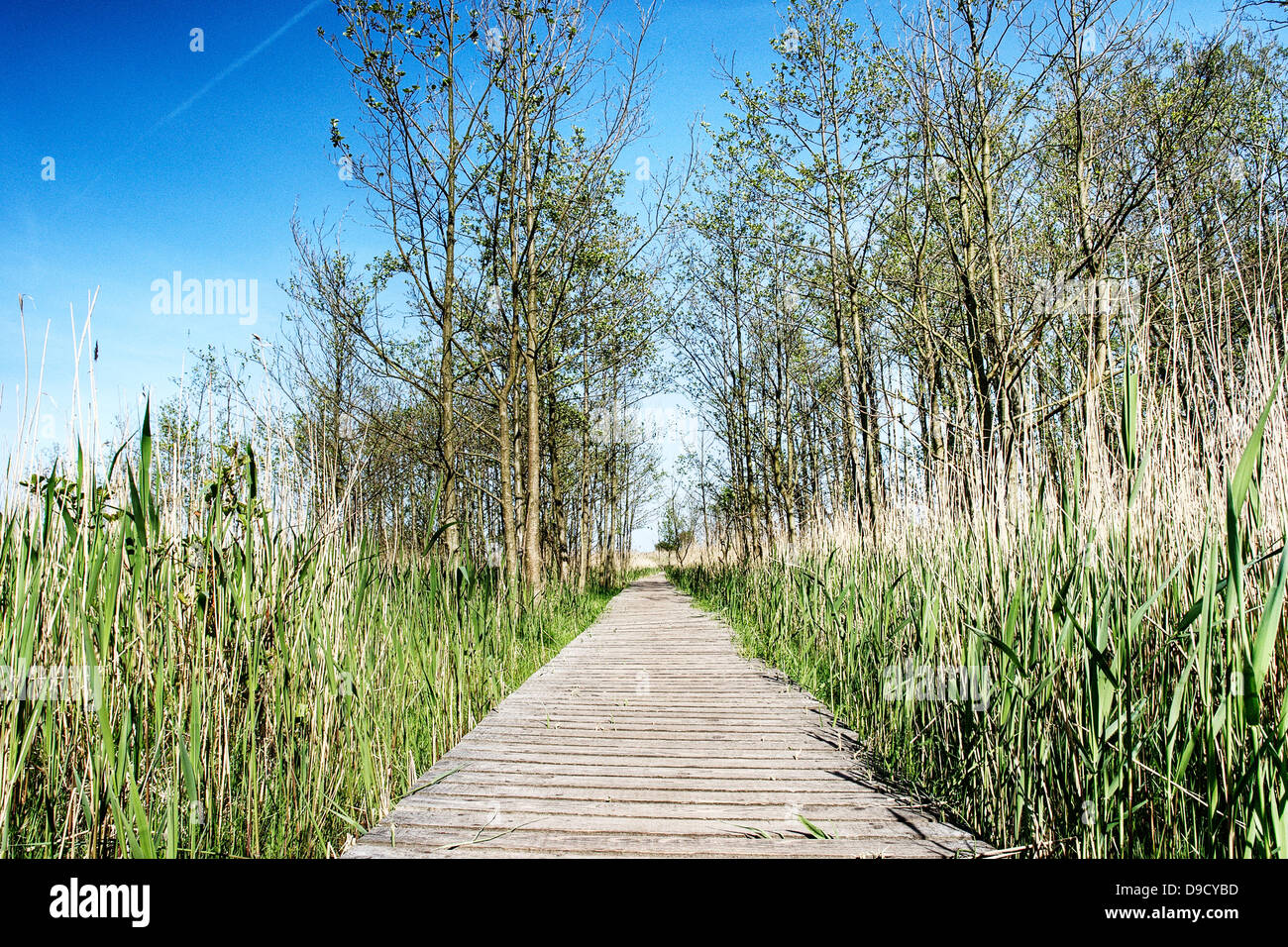 Wooden path in a nature reserve with Prerow Stock Photo - Alamy