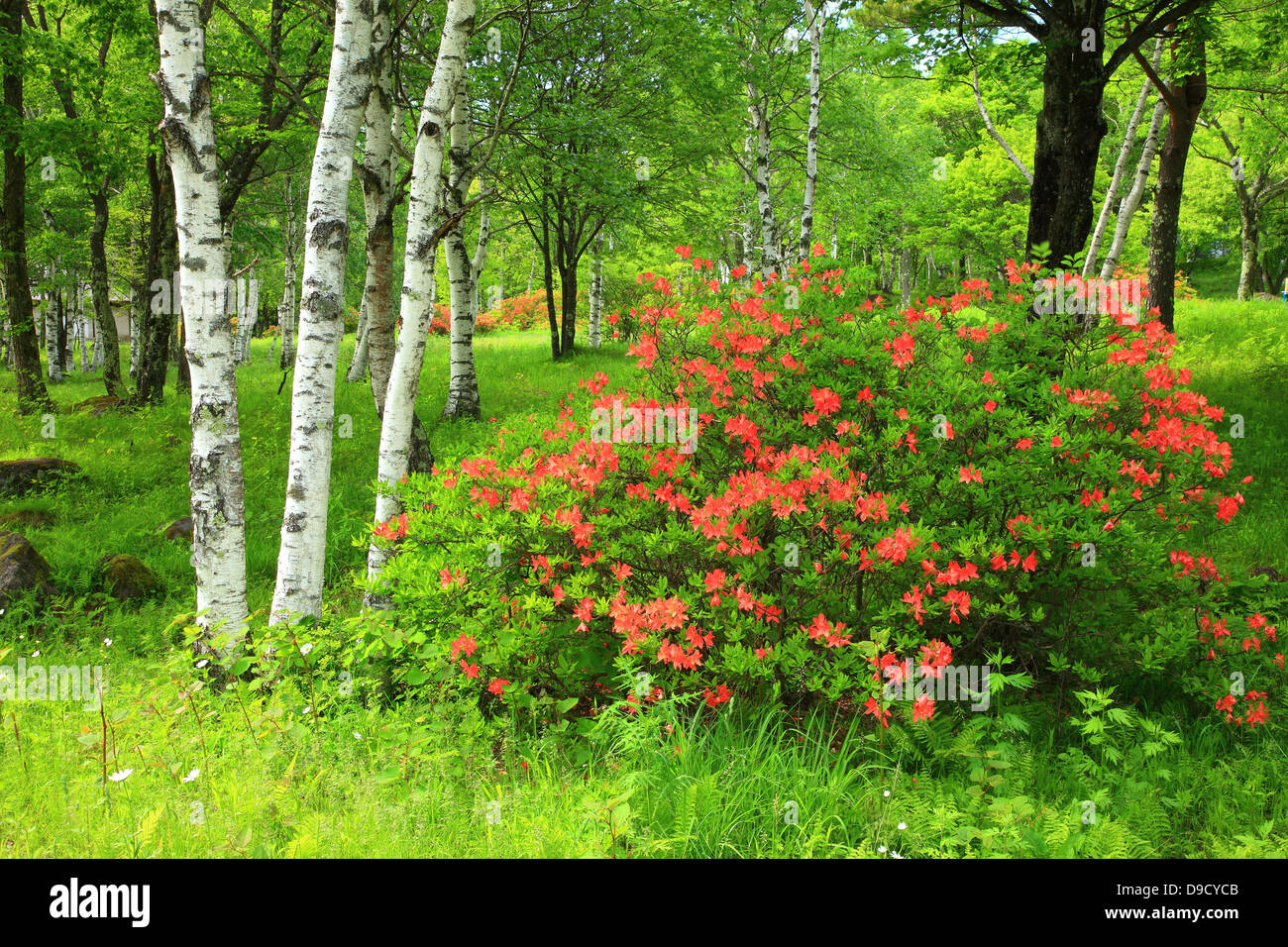 White birch trees hi-res stock photography and images - Alamy