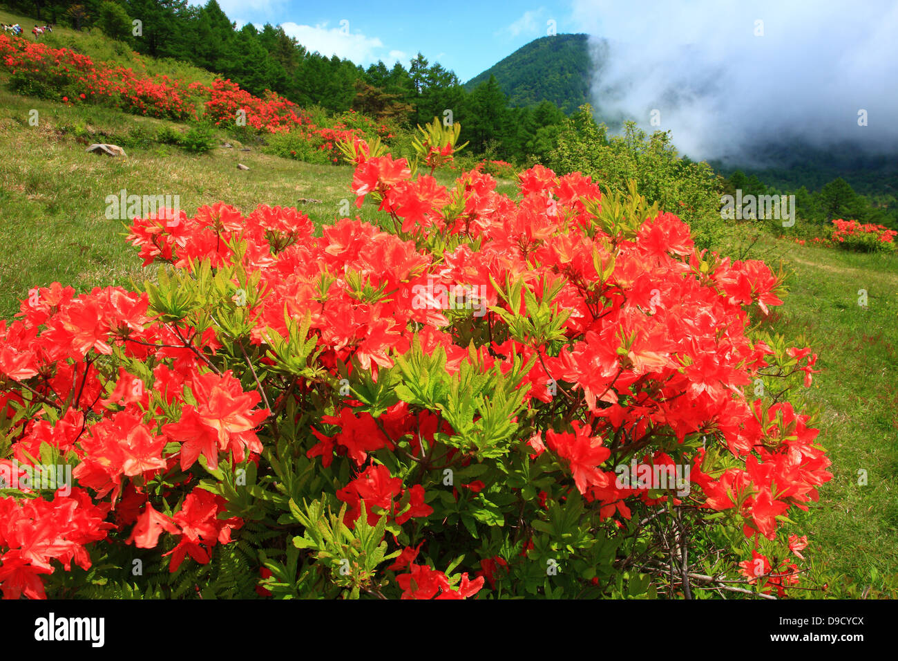 Japanese Azalea flowers Stock Photo - Alamy