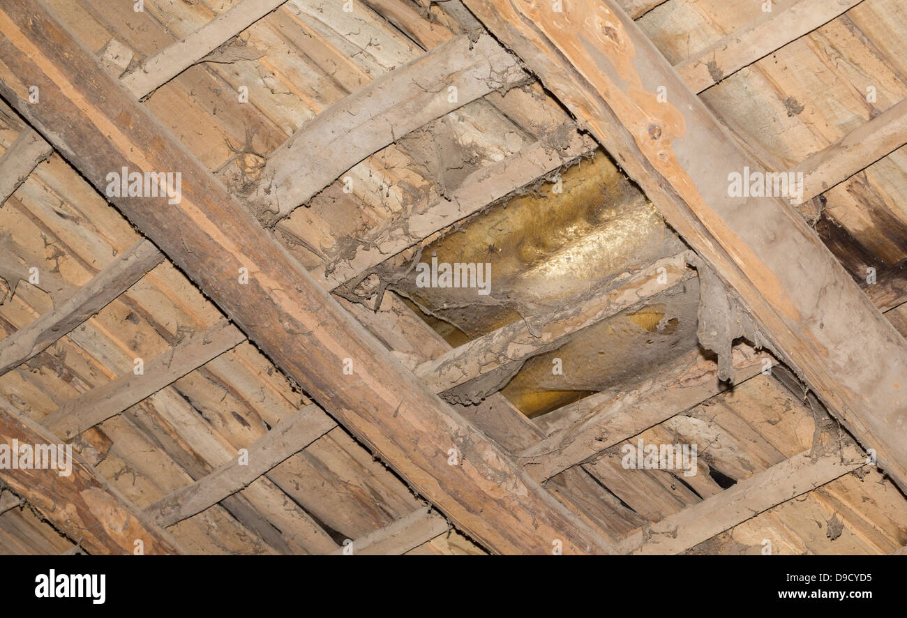 Many spiderwebs hi-res stock photography and images - Alamy