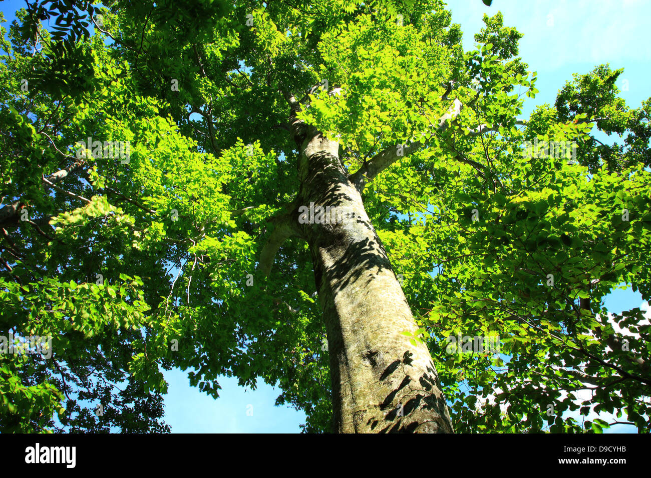 Beech stem hi-res stock photography and images - Alamy